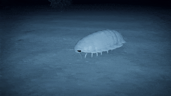 subROV Update 0.7.50 - New features, new creatures, and all-new ...